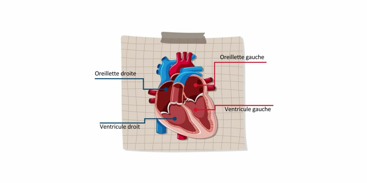 Schéma D'anatomie Interne Du Cœur