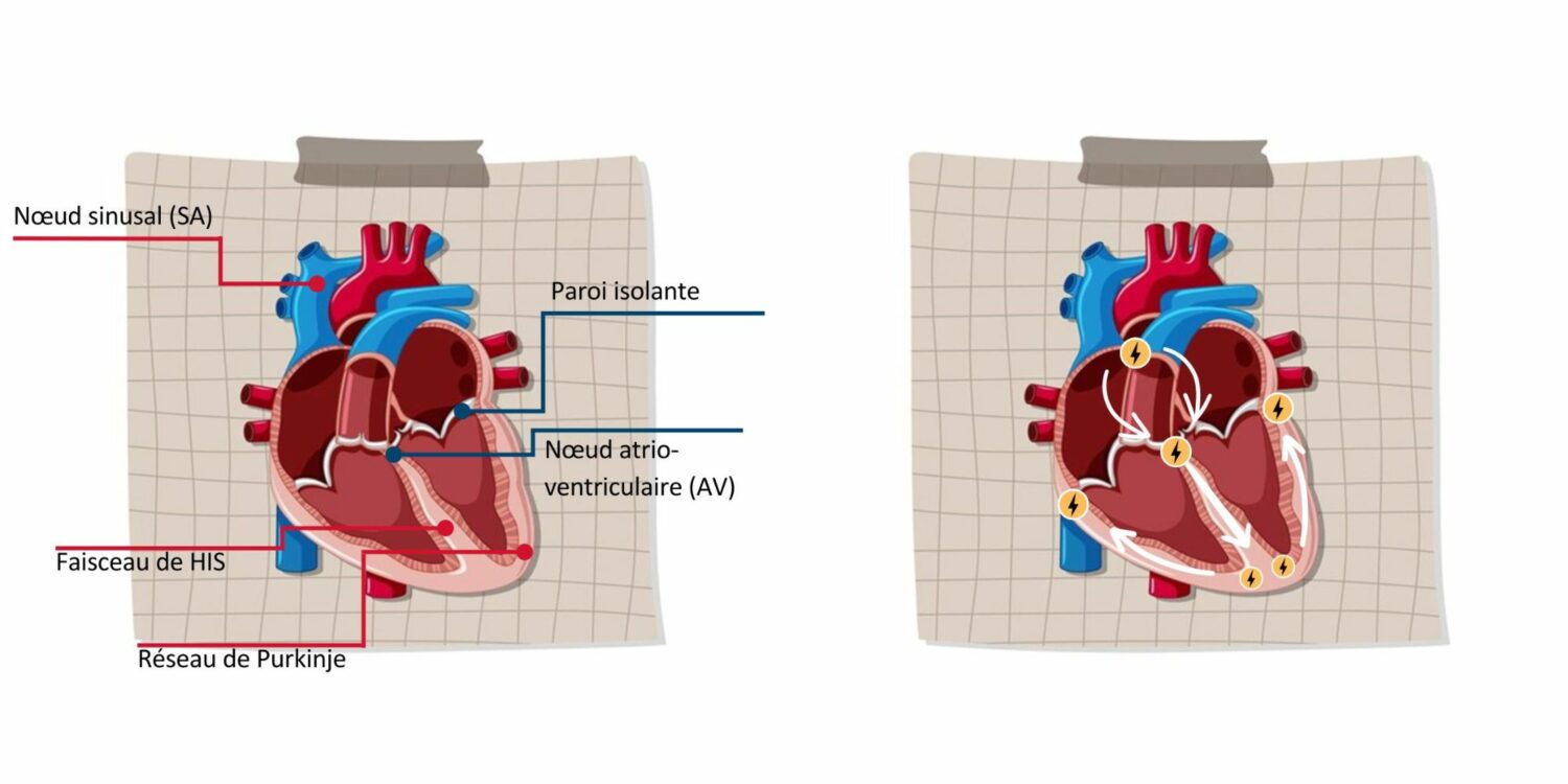 Le système cardiovasculaire : comprendre son fonctionnement | Blog du ...